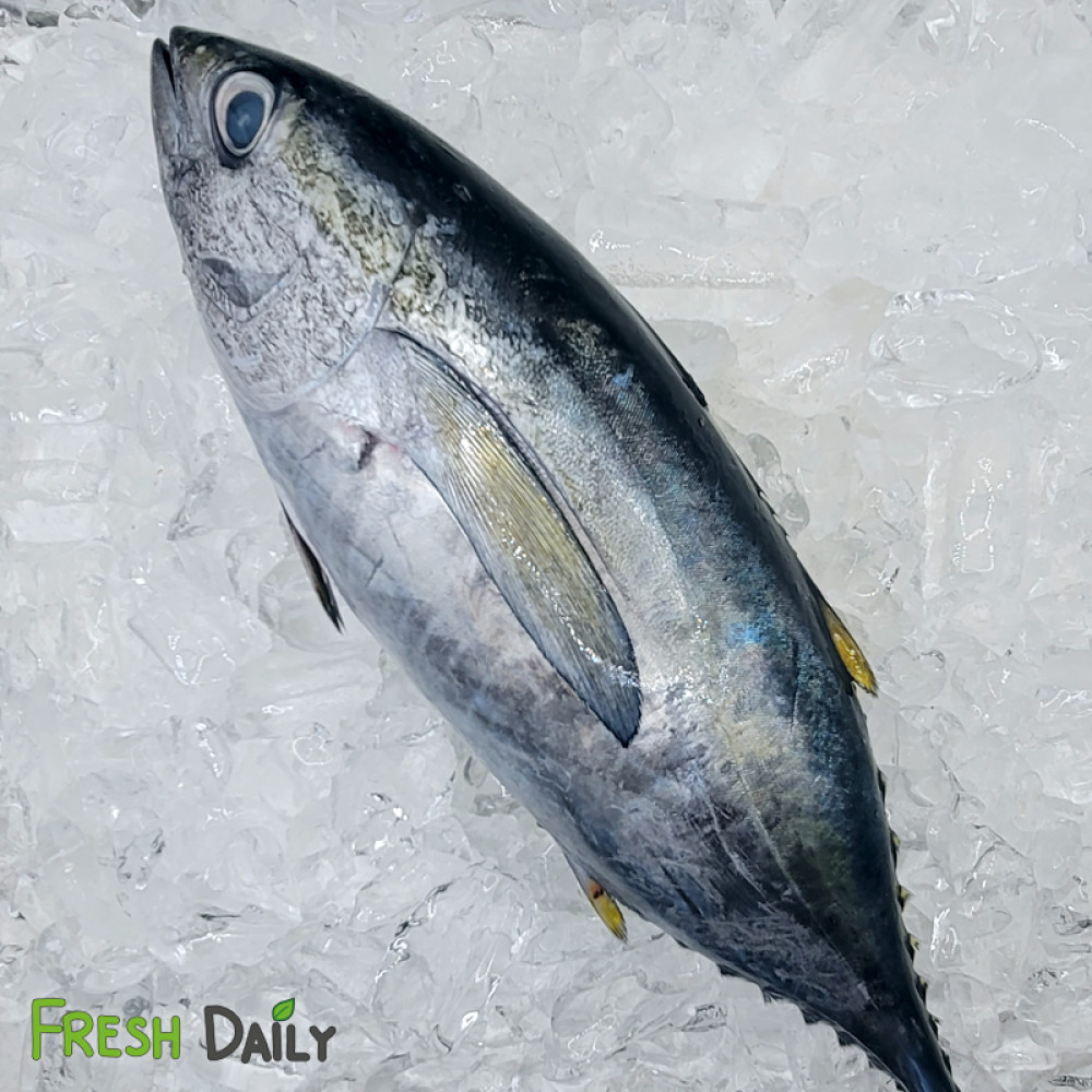 Yello Fin (Small Tuna)